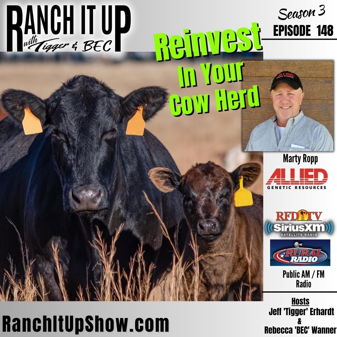 With High Calf Prices, Is Now A Time To Reinvest? – Ranch It Up Radio ...
