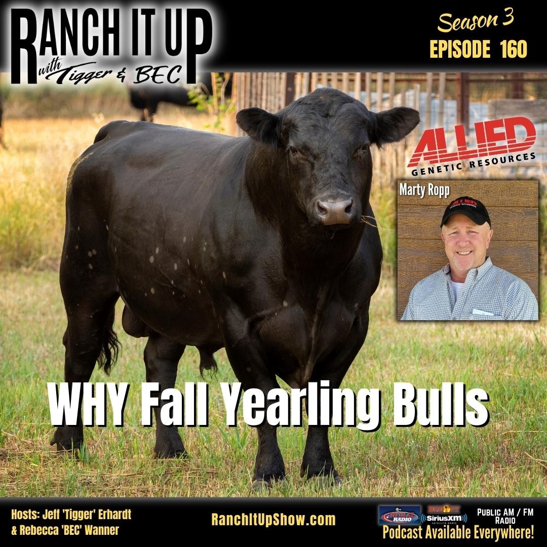Should I Purchase A Fall Yearling Bull Or A Spring Yearling Bull ...