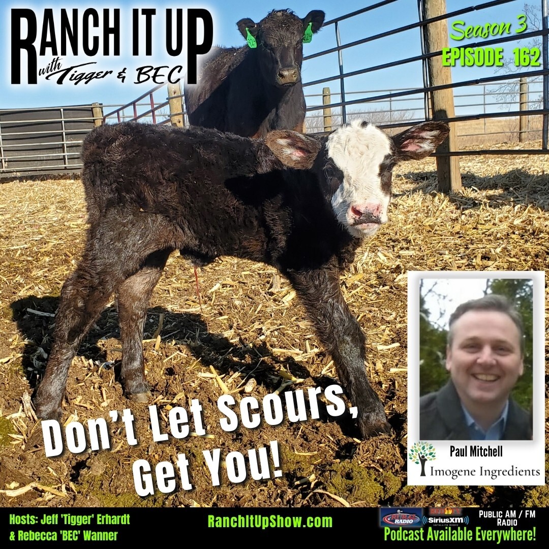 This Is How To Eliminate Scours In Your New Born Calves – Ranch It Up ...