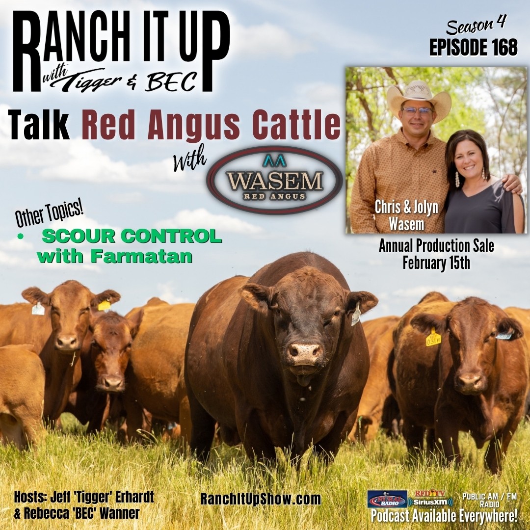 This Is How To Eliminate Scours & Red Angus Cattle – Ranch It Up Radio ...