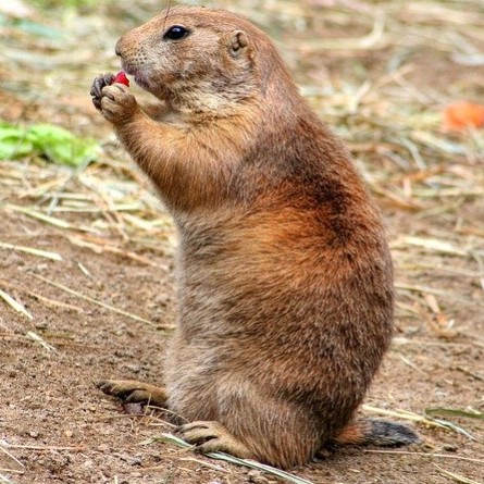 Rumble Squad #33: You Speak Gopher? - DnD RAW Actual Play | Lyssna här ...