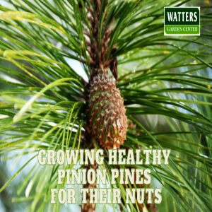 How to Grow Healthy Pinion Pines for Their Nuts | Top 10 Gardener with ...