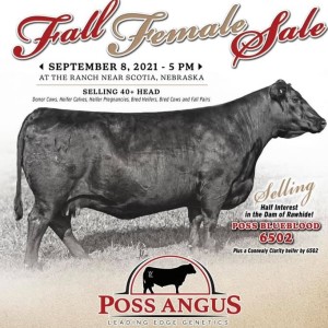 Poss Angus Fall Female Sale | Before the Bid