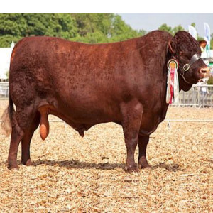 67 - History of Native Breeds - Ruby Red Devon Cattle | Toplines and Tales
