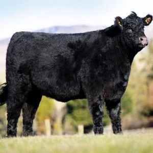 56 - History of Native Breeds - Galloway cattle | Toplines and Tales