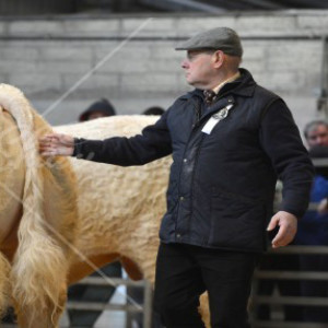 75 - Characters in Livestock - Liam Muir | Toplines and Tales