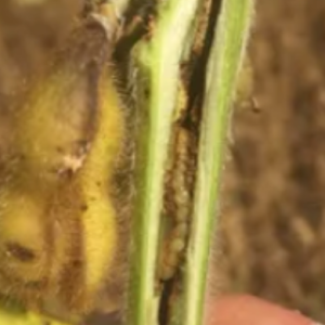 Dectes Stem Borer in Soybeans | A little seen insect that burrows ...