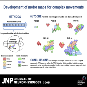 Development and plasticity of complex movement representations ...