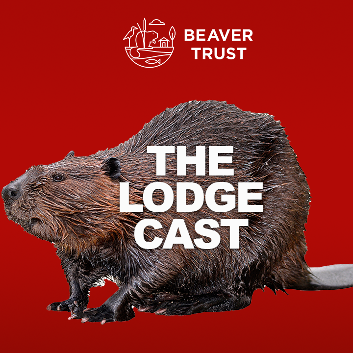 Managing Beavers within Britain’s Licensing Landscape - with Dr Jenny ...